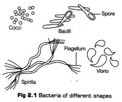 Detailed NCERT Notes: Biological Classification - NEET PDF Download