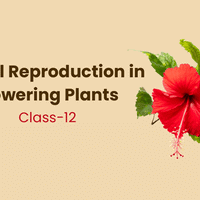 Sexual Reproduction in Flowering Plants PPT Biology Class 12