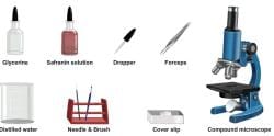 Procedure - To Prepare Stained Temporary Mount of Onion Peel, Biology ...