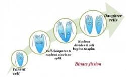 MOdes Of Asexual Reproduction - Class 10 PDF Download