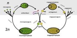 Plant Life Cycle and Alternation of Generations - NEET PDF Download