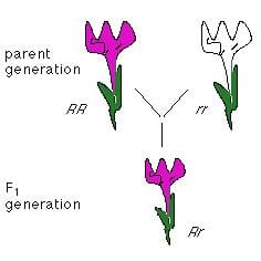 Laws of Inheritance - Class 10 PDF Download
