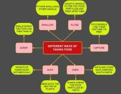 MIND MAP 2.1 - Class 7 PDF Download