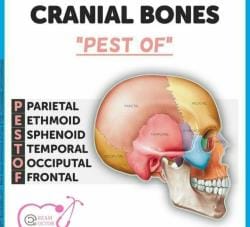 Trick to learn Cranial Bones - NEET PDF Download