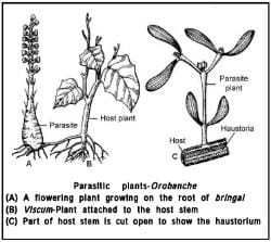 Photosynthesis (part-4) - photosynthesis in higher plants, Biology ...