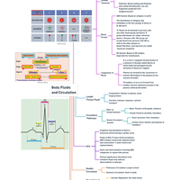 Mind Map: Body Fluids and Circulation - NEET PDF Download