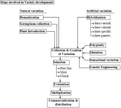 Economic Botany and Plant Breeding, Chapter Notes, Class 12, Botany ...