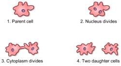 Theory and Procedure, Asexual Reproduction in Amoeba and Yeast ...