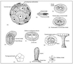 Different Kinds of Microfossils - Geology Optional Notes for UPSC PDF ...