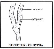 Doc: Albugo Or Cystopus - Class 11 PDF Download