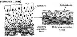 Animal Tissue (part - 2) - Notes, Zoology, Class 11 PDF Download