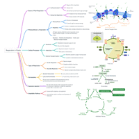 Mind Map: Respiration in Plants - Biology Class 11 - NEET PDF Download