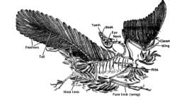 Evidences of Organic Evolution (Part - 1) - Notes, Botany, Class 12 PDF ...