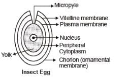 Embryology(Part-2) - Notes, Zoology, Class 12 PDF Download