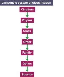 Kingdoms and Classification - Year 7 PDF Download