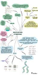 Mind Map: Molecular Basis of Inheritance - NEET PDF Download