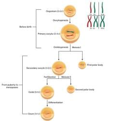 Oogenesis - Human Reproduction - Class 12 PDF Download