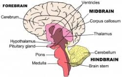 The Structure And Function Of The Human Brain - Class 10 PDF Download