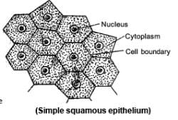 Animal Tissue (Part - 1) - Notes, Zoology, Class 11 PDF Download