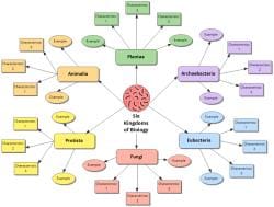 How to Use Mind Maps for Class 10? PDF Download