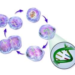 NCERT Textbook: Cell Cycle and Cell Division - Biology Class 11 - NEET ...