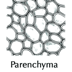 Parenchyma: Permanent Tissues Video Lecture | Capsule course of Botany ...