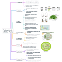 Mind Map: Photosynthesis in Higher Plants - NEET PDF Download