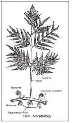 Doc: Pteridium - Class 11 PDF Download