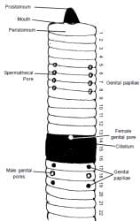 Earthworm: Morphology and Anatomy (Old NCERT) - NEET PDF Download