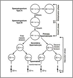Human Reproduction, Class 12, Biology Chapter Notes PDF Download