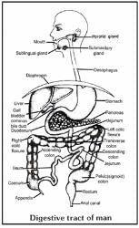 Digestive System, Chapter Notes, Class 11,Biology PDF Download