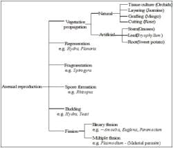 How Do Organisms Reproduce Class 10 Notes Science Chapter 7 Free PDF