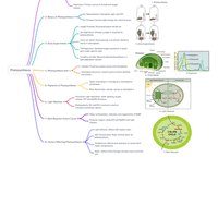Mind Map: Photosynthesis in Higher Plants - Biology Class 11 - NEET PDF ...