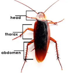 Cockroach: Thorax & Anatomy Video Lecture | Biology Class 11 - NEET