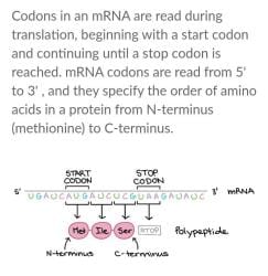Genetic Codons simplified... - NEET PDF Download
