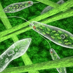 Detailed Overview: Kingdom Protista Video Lecture | Study Biology Class ...