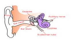 Human Ear - Sounds, Class 8, Science PDF Download