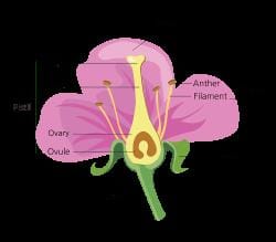 The Flower: Parts and Functions - Rough - Class 11 PDF Download