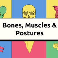 PPT: Bones, Muscles and Postures - Science for Class 2 PDF Download