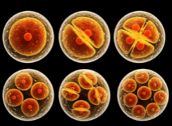 Phases of Cleavage - Biology for Grade 12 PDF Download