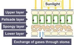 Photosynthesis and Respiration in Plants - Year 7 PDF Download