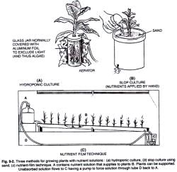 Introduction to Plant Physiology - Class 11 PDF Download