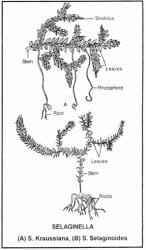 Selaginella - Class 11 PDF Download