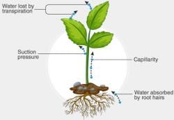 Transportation in Plants - Class 10 PDF Download