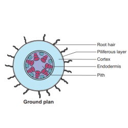 Anatomy of Monocot Root Video Lecture | Biology Class 11 - NEET
