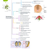 Mind Map: Morphology of Flowering Plants - NEET PDF Download