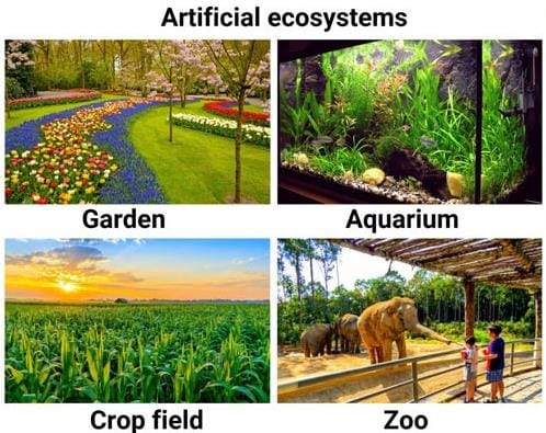 Test: Organisms & Populations - 1 | 25 Questions MCQ Test NEET