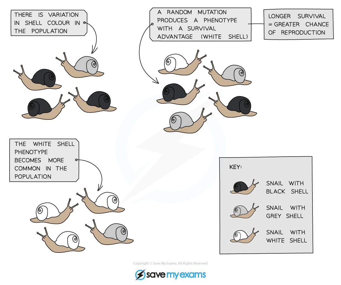 Natural Selection - Year 9 PDF Download