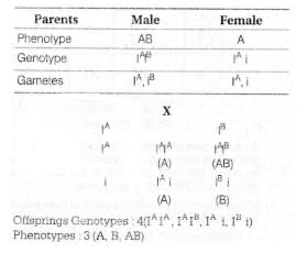 Phenotype And Genotype Table
