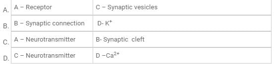A diagram showing axon terminal and synapse is given. Identify correctly at least two of A-D.a)A ...